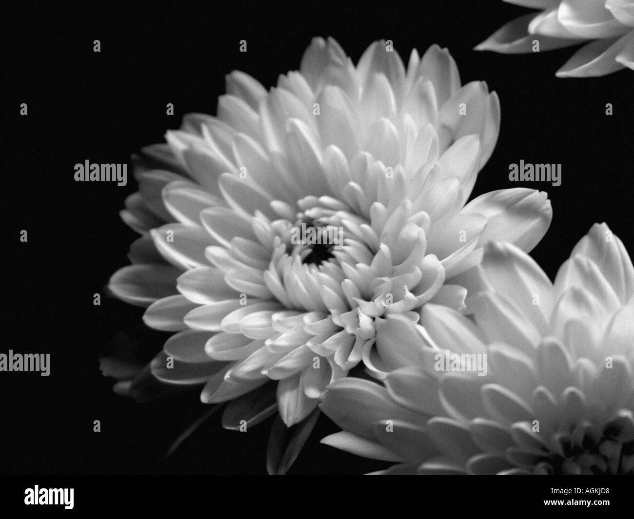 Chrysanthemum Kermit