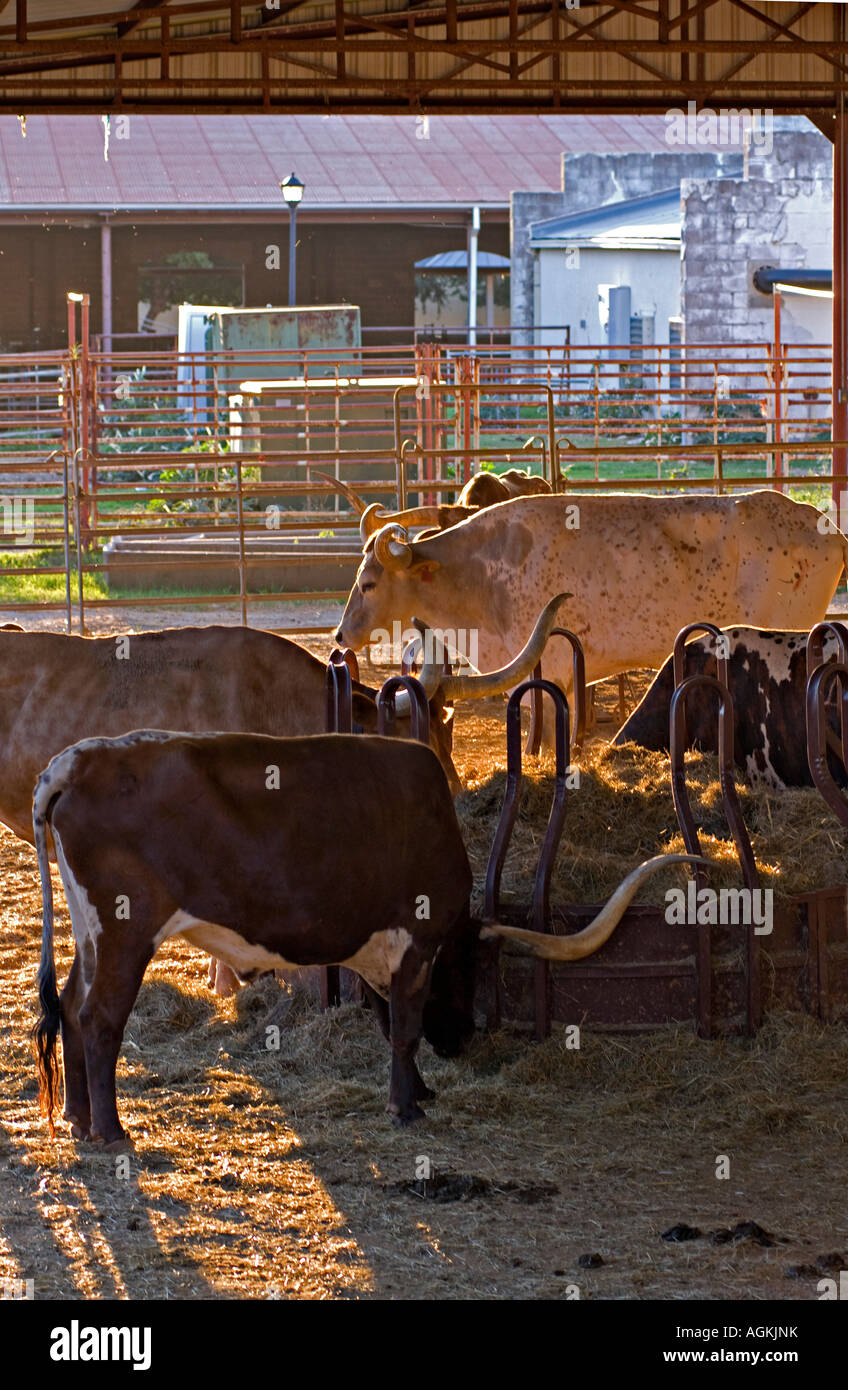 Bulls and cows hi-res stock photography and images - Alamy