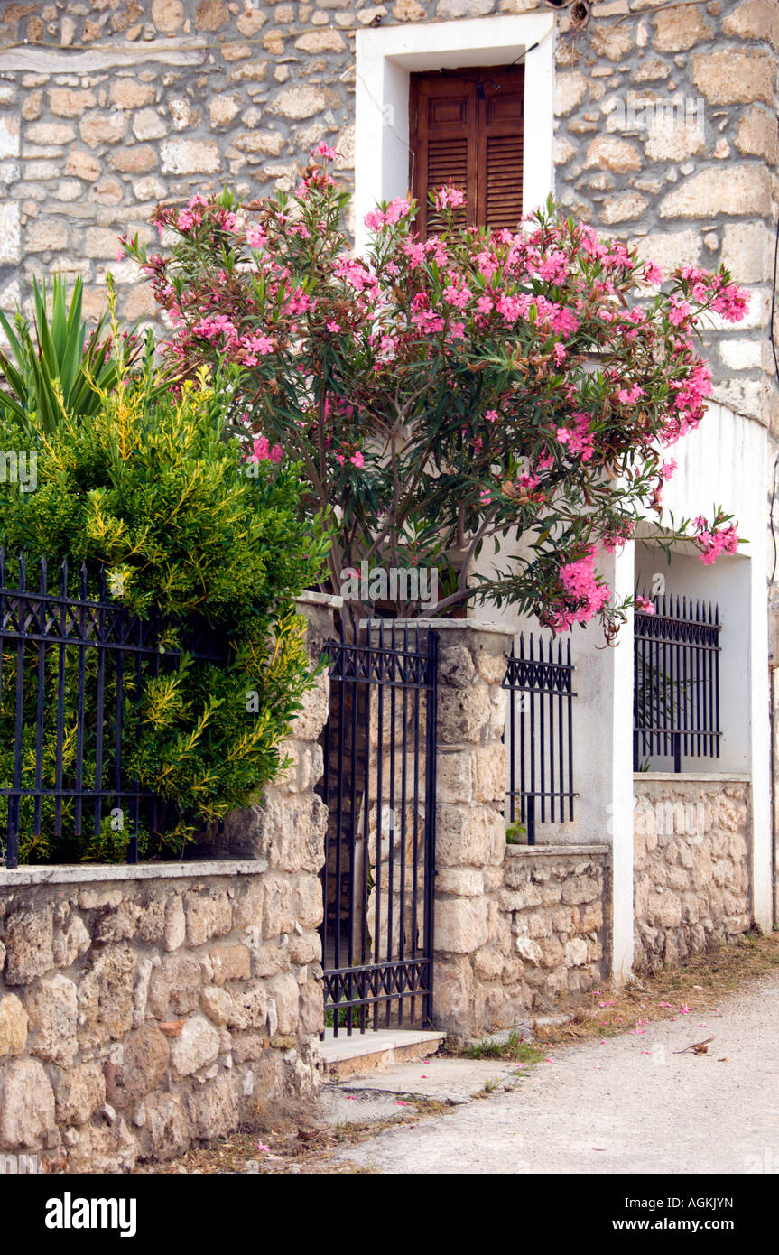 Purple oleander bushes bloom and decorate stone houses near Corinth ...