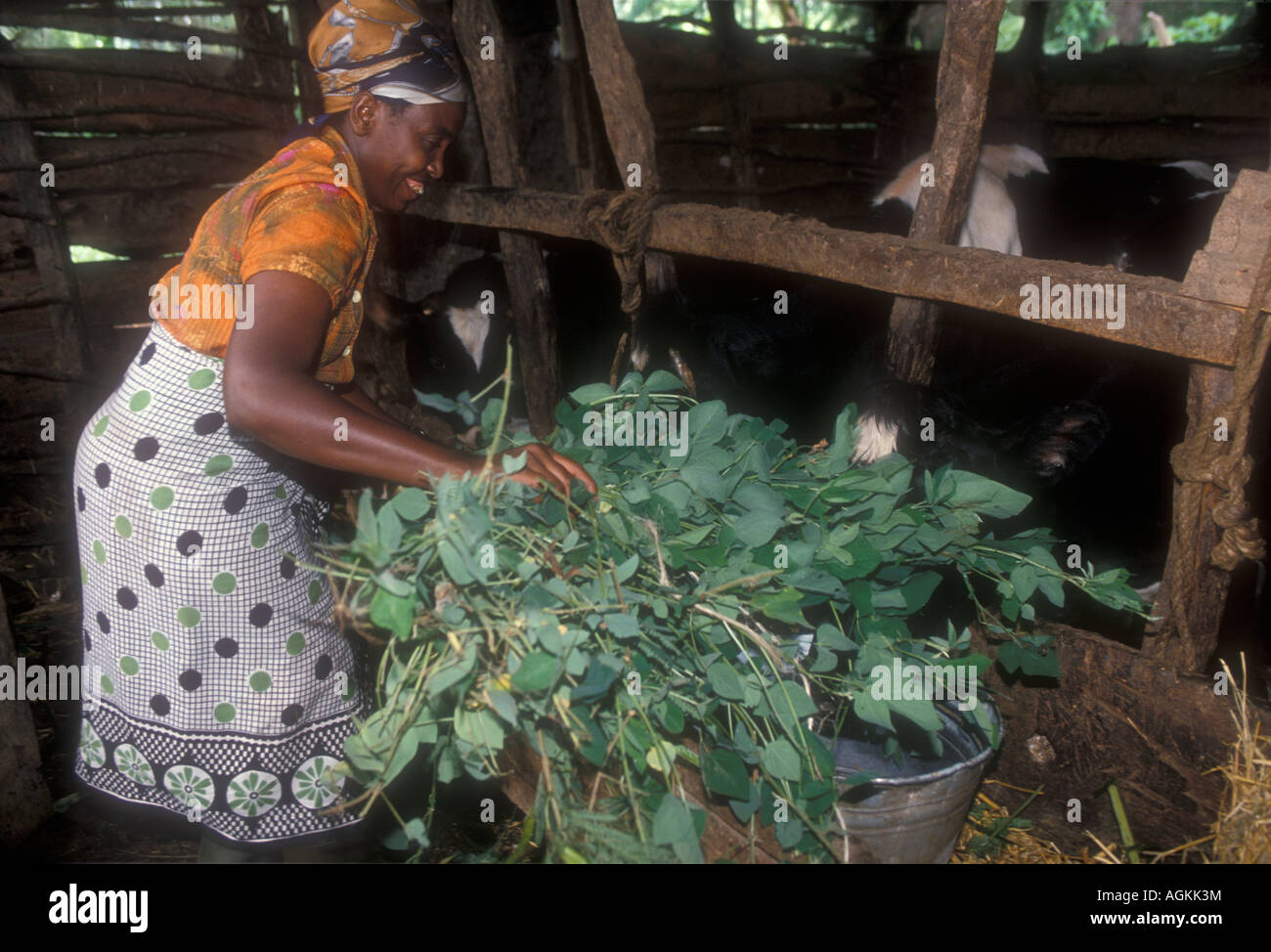 Feeding of cows, Tanzania Stock Photo - Alamy