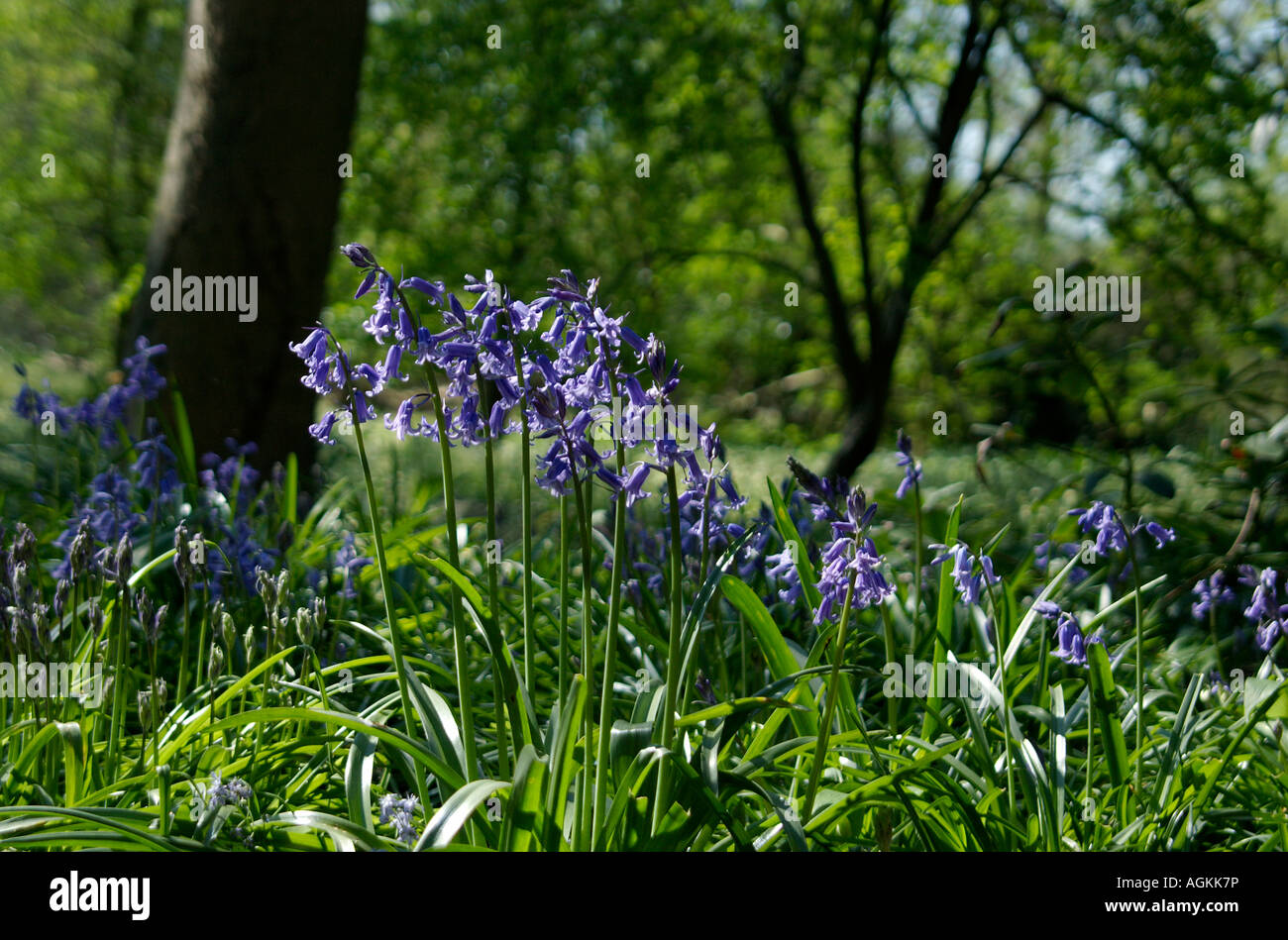 bluebells growing in wood Stock Photo - Alamy