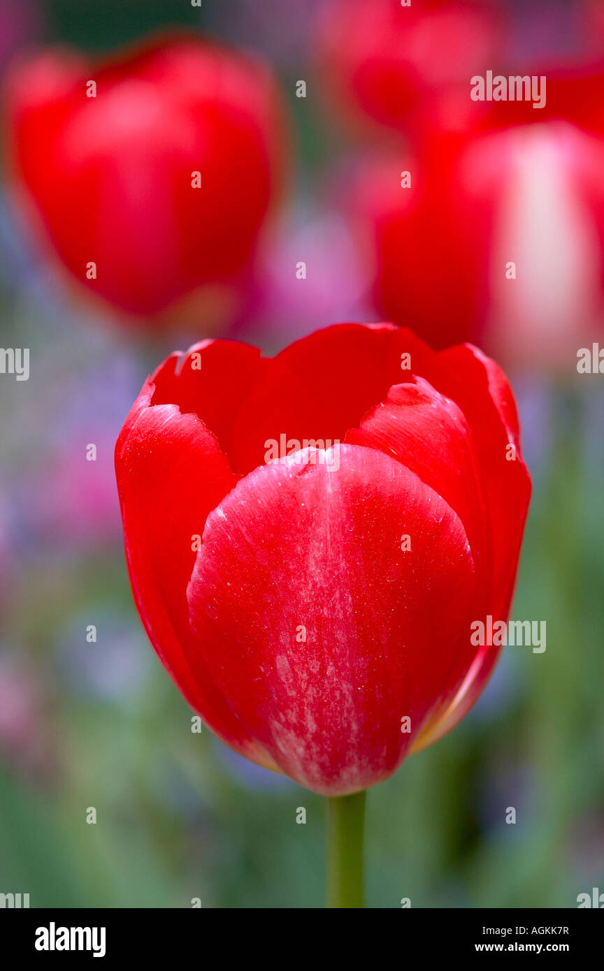 Red tulip in flower Stock Photo - Alamy