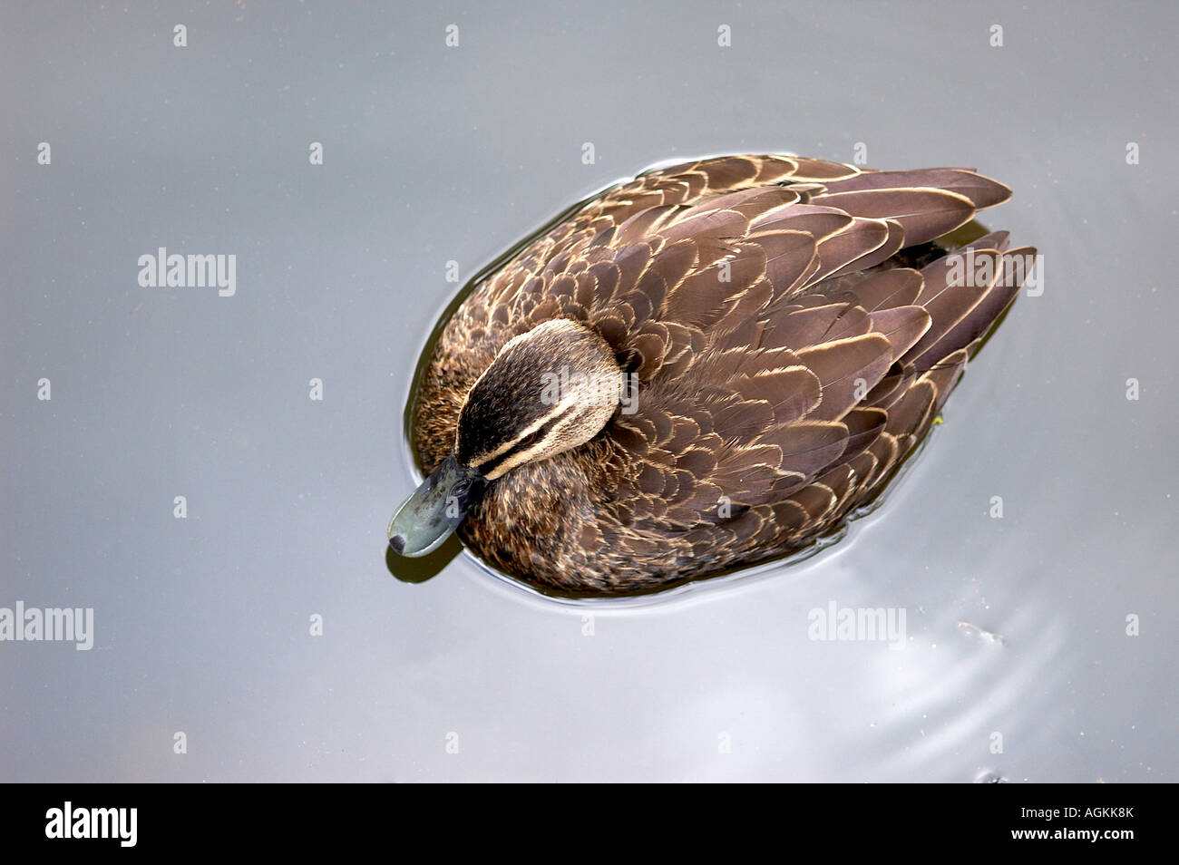 Duck paddling on water viewed from above Stock Photo - Alamy