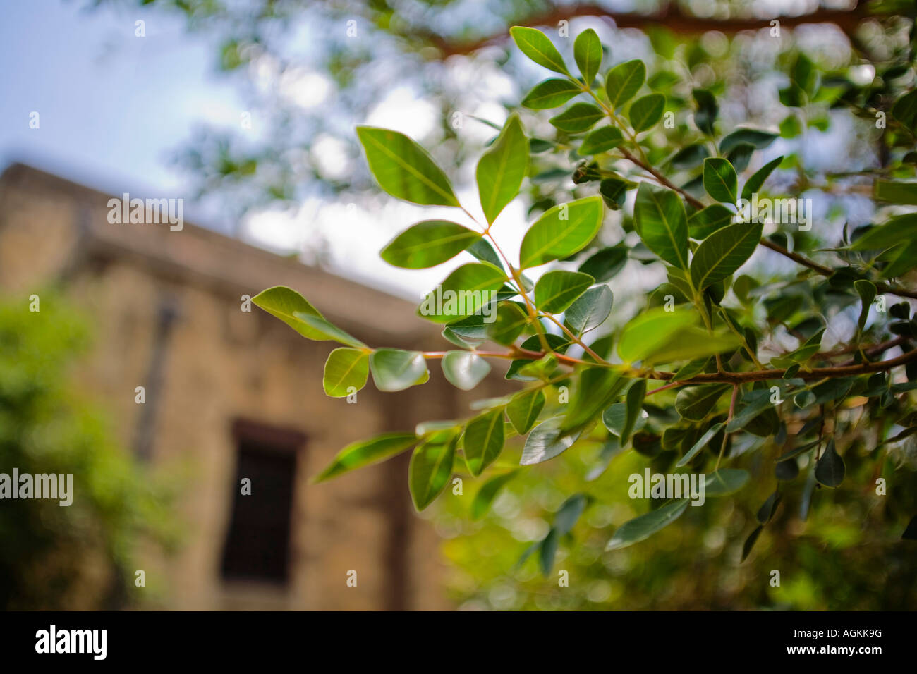 Tree branches in front of a building Stock Photo - Alamy