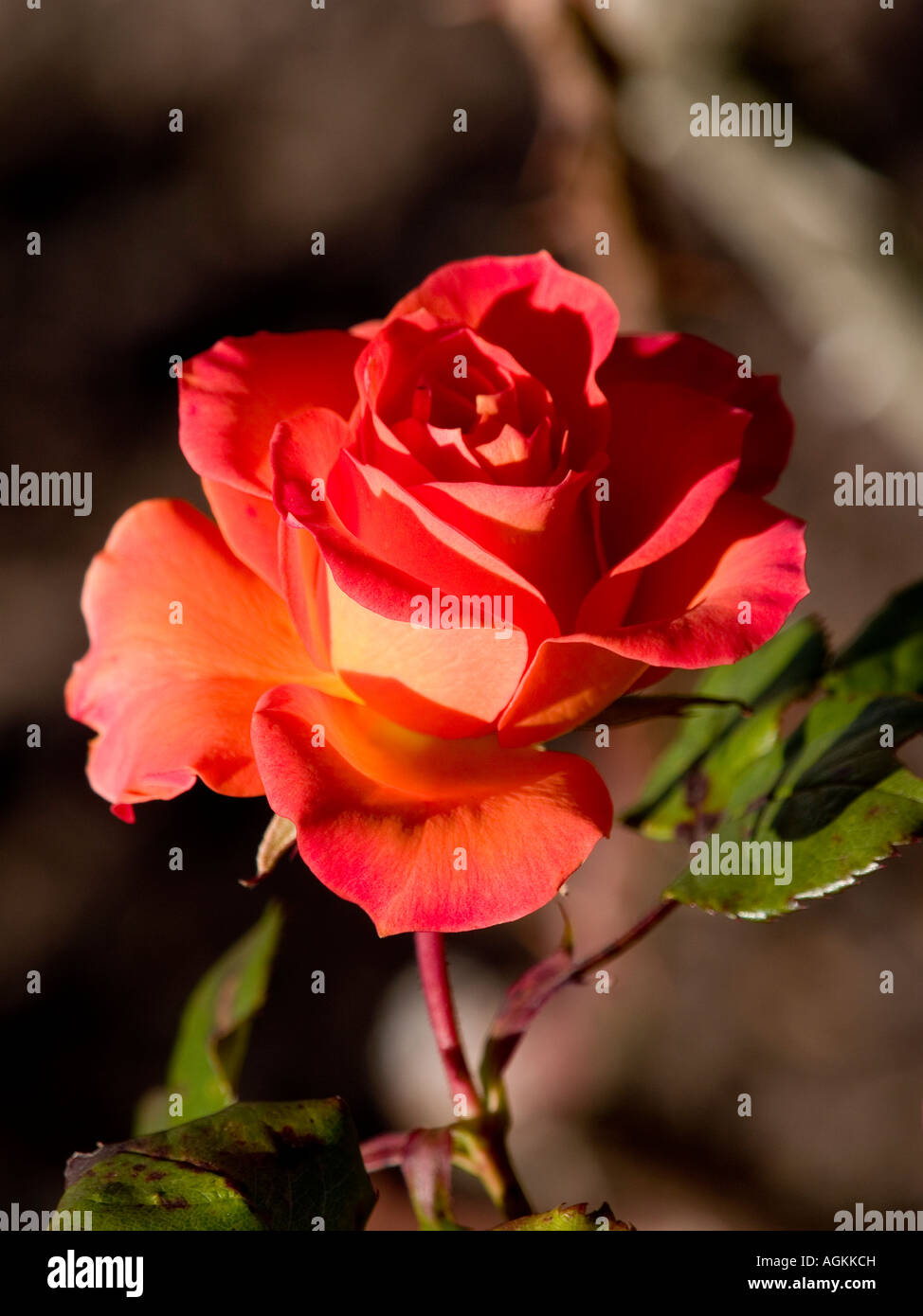 Close up of fiery orange and yellow blend rose flower with red edges ...