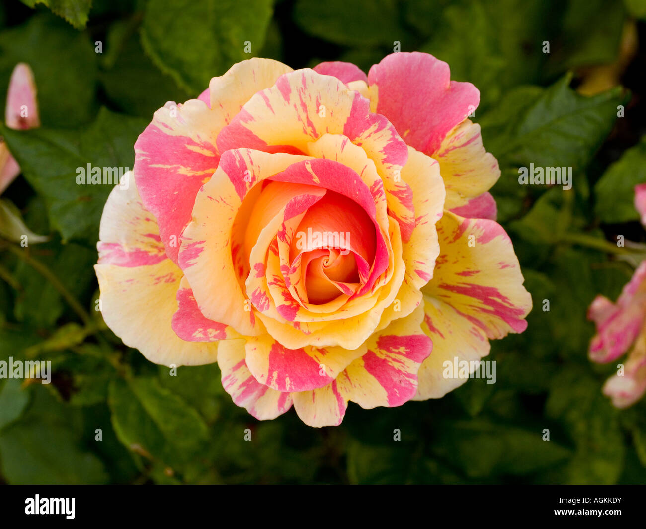 Yellow and pink variegated rose bloom and leaves Rosa Claude Monet ...