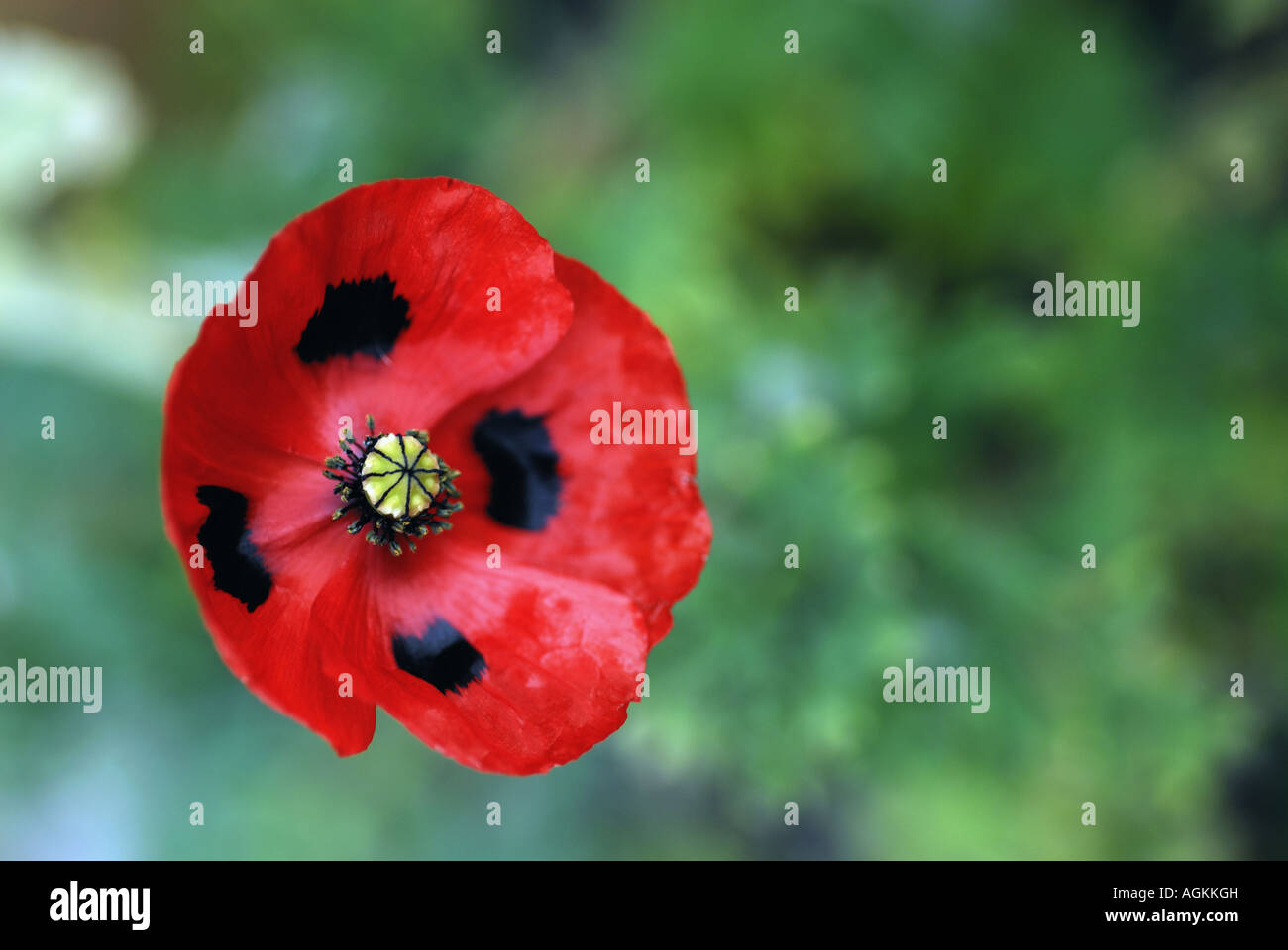 red poppy landscape subject bottom right Stock Photo - Alamy