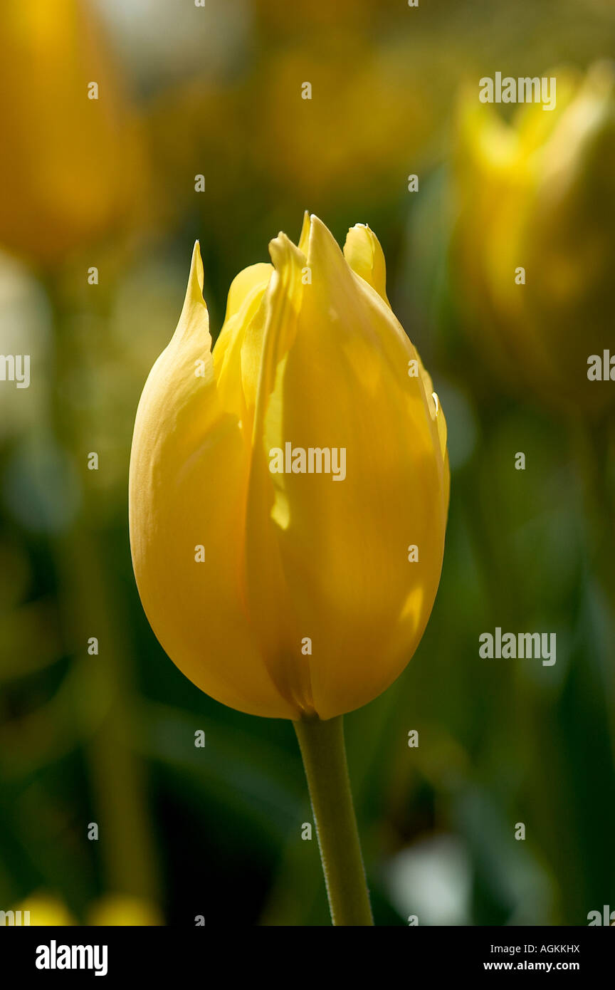 Yellow tulips in flower Stock Photo - Alamy