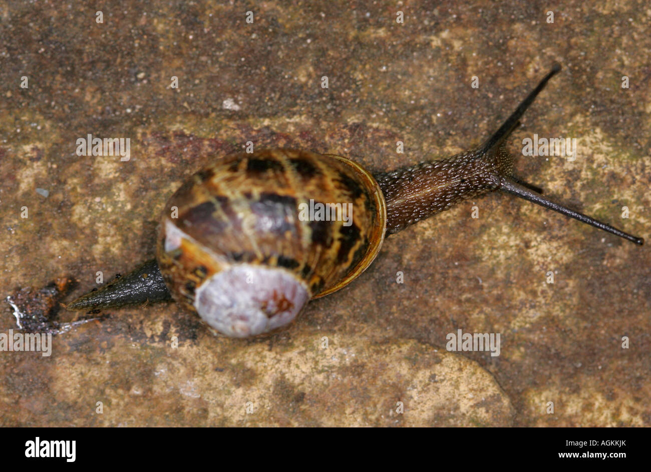 A birdseye view of a common snail (Helix aspersa Stock Photo - Alamy