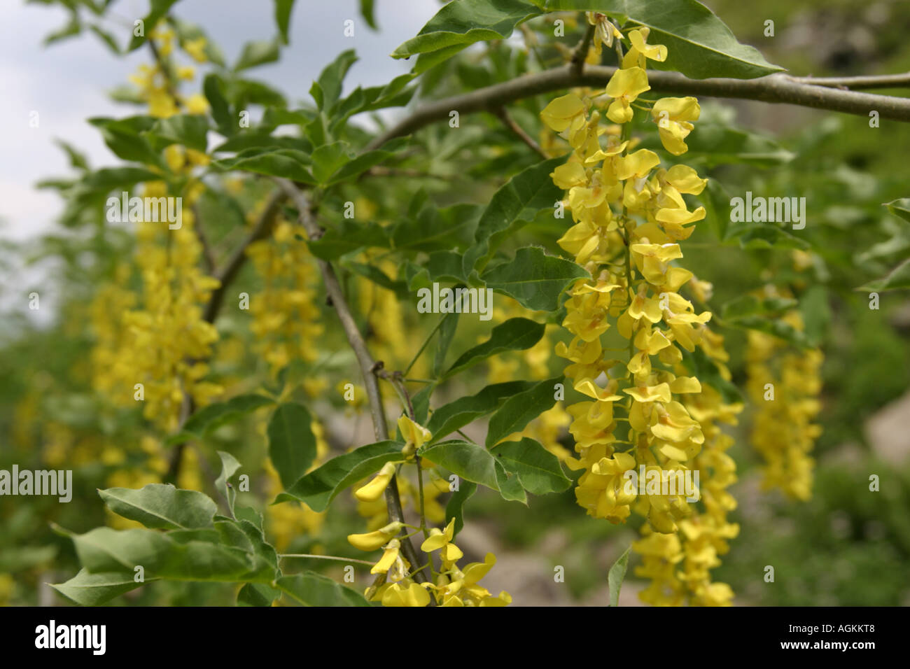 Golden chain flower hi-res stock photography and images - Alamy