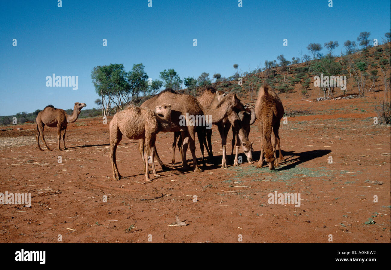 Australia wild camels hi-res stock photography and images - Alamy