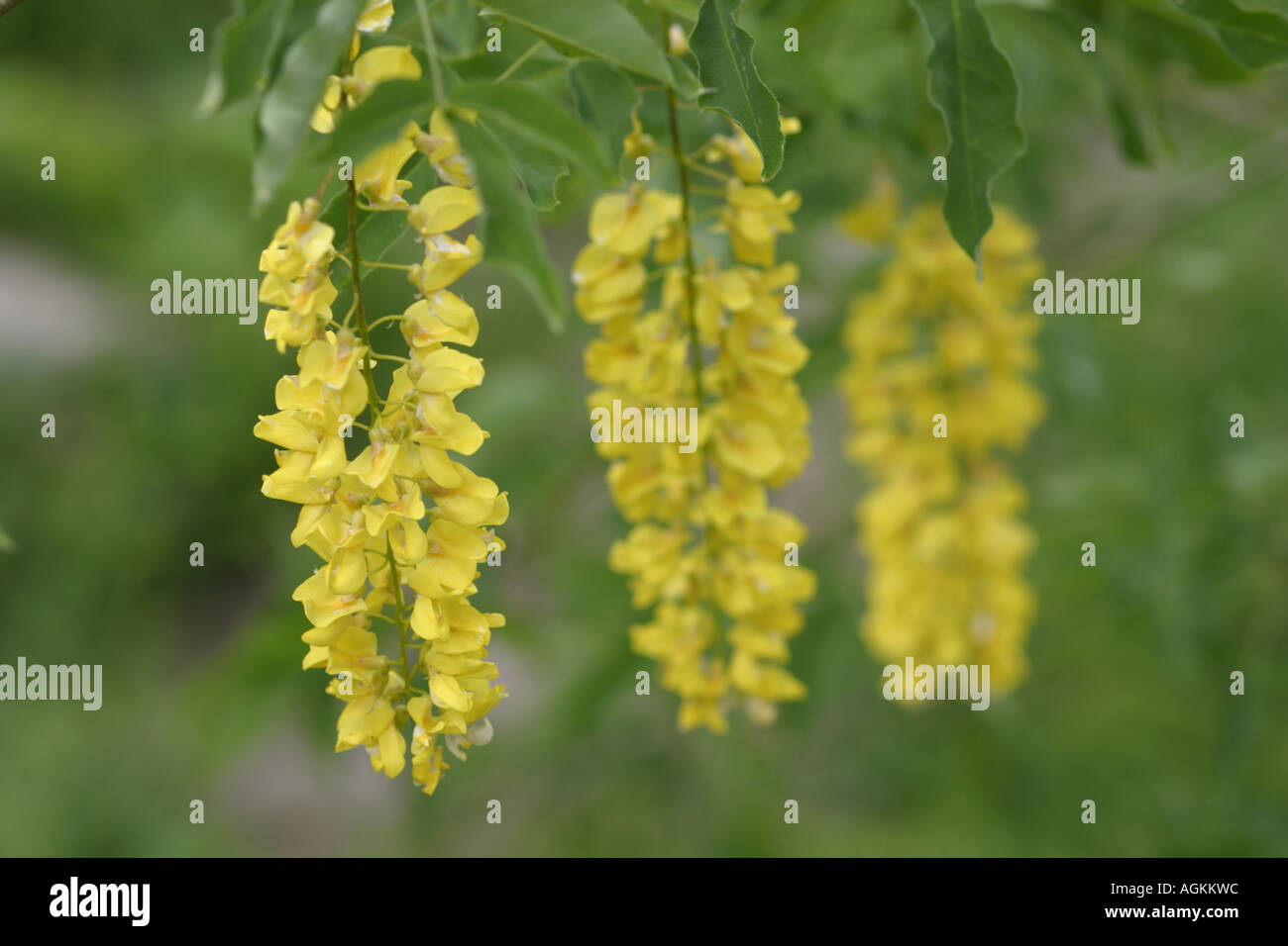 The wonderful Laburnum flower, also called Golden Chain Stock Photo - Alamy