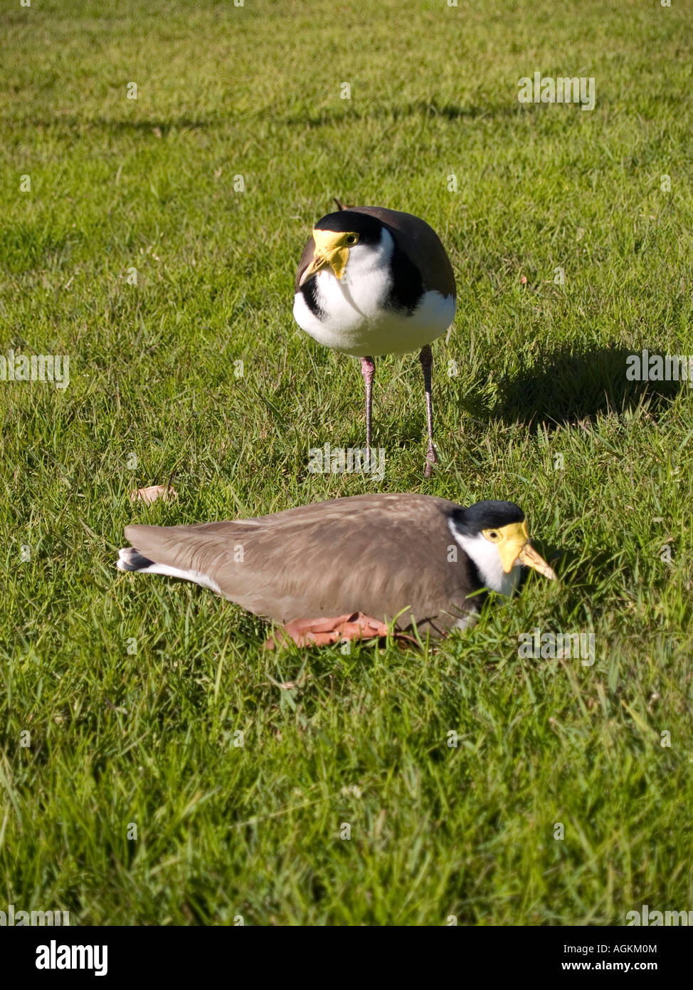 Pair of masked lapwing or spur winged Plover birds with male standing ...