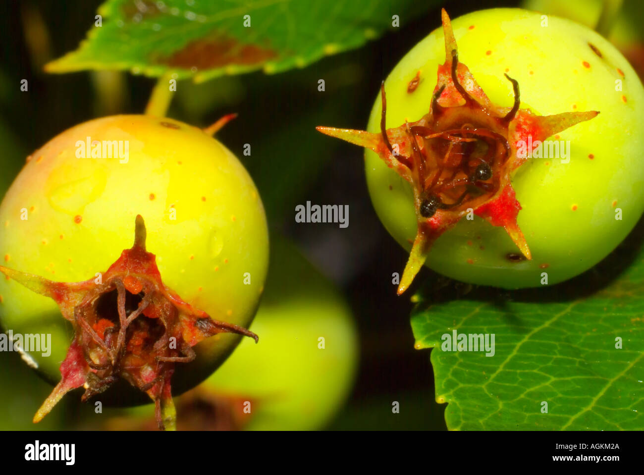 Wild apples in Midwest wisconsin Stock Photo - Alamy