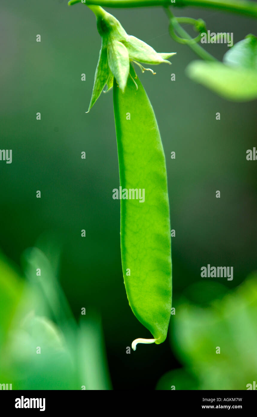 monge tou pod seed pea mangetout mange tout Stock Photo - Alamy