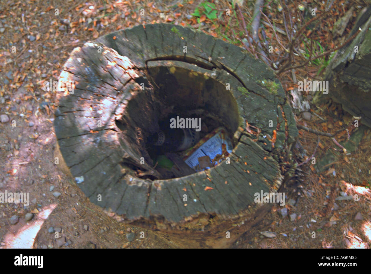 Wrapper as a trunk hi-res stock photography and images - Alamy