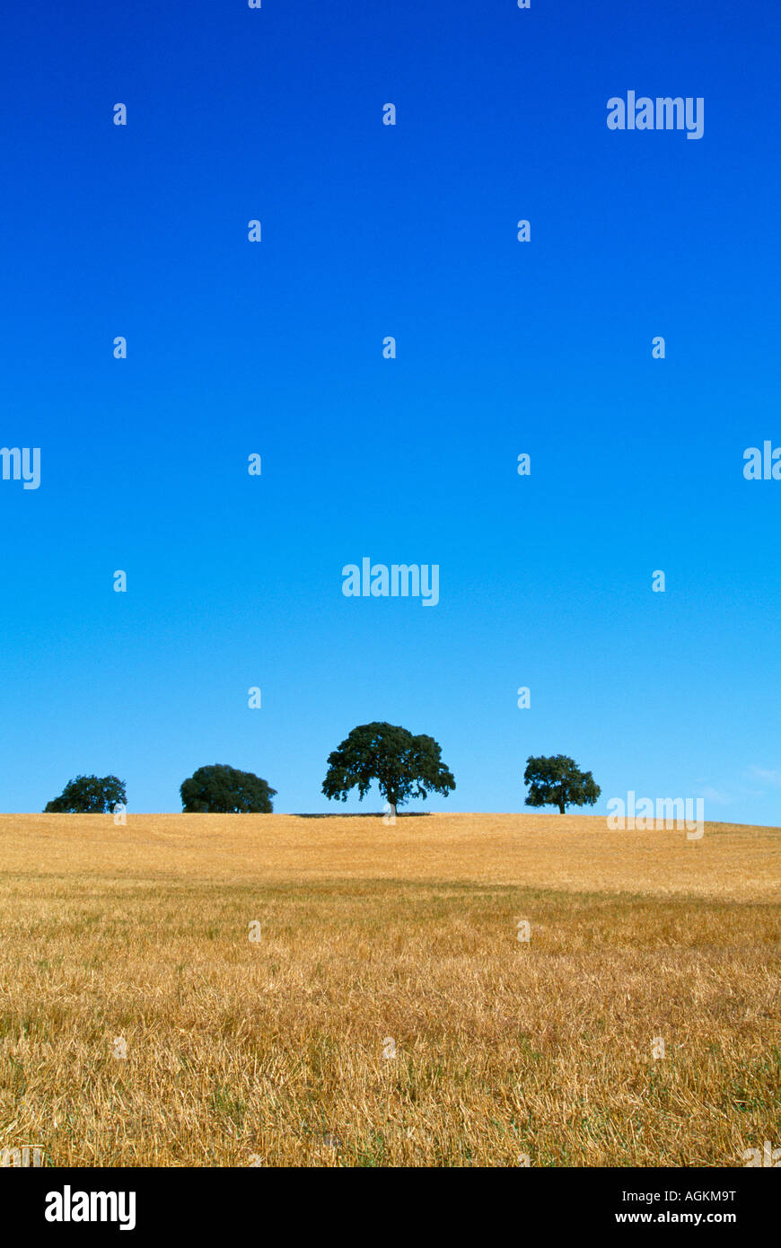 Four Oak trees in a field Stock Photo - Alamy