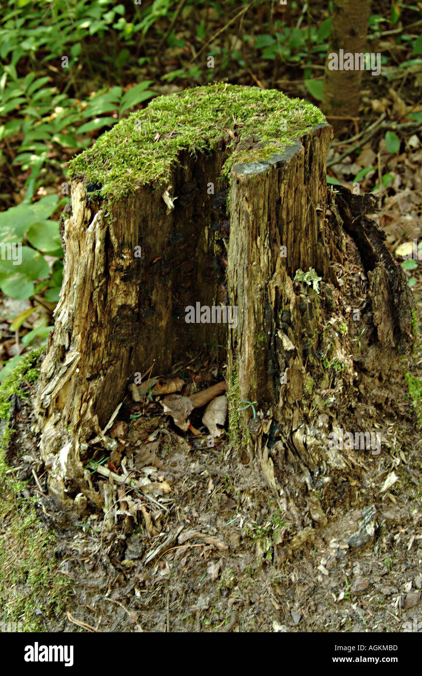 Cut off tree stump hi-res stock photography and images - Alamy
