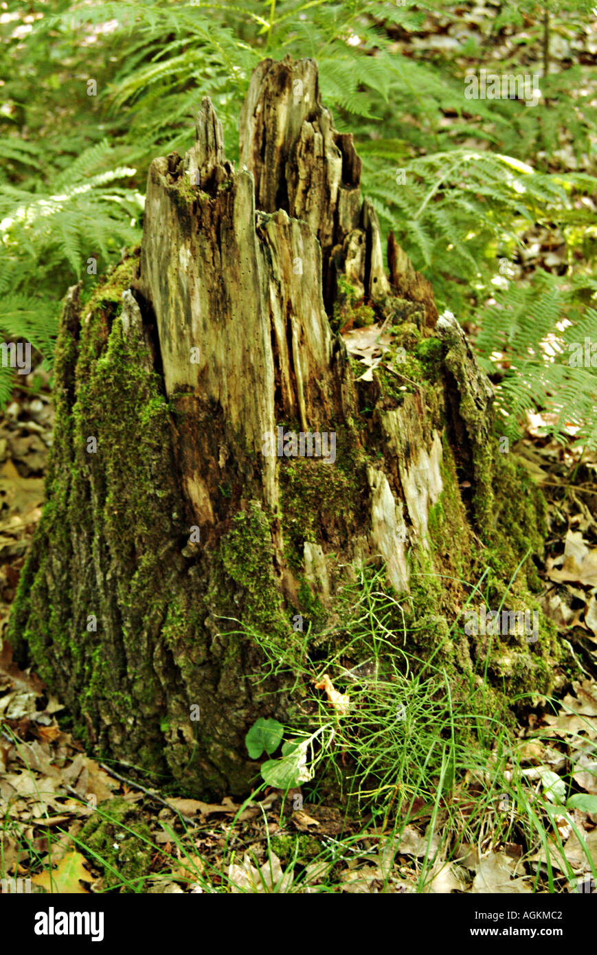 A broken tree stump and moss gowing on it Stock Photo - Alamy