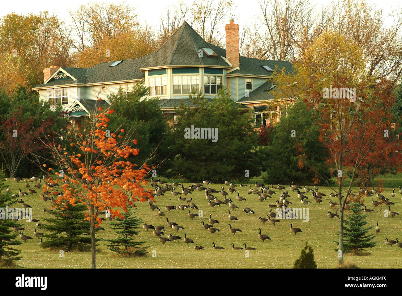 Old house with geese hi-res stock photography and images - Alamy