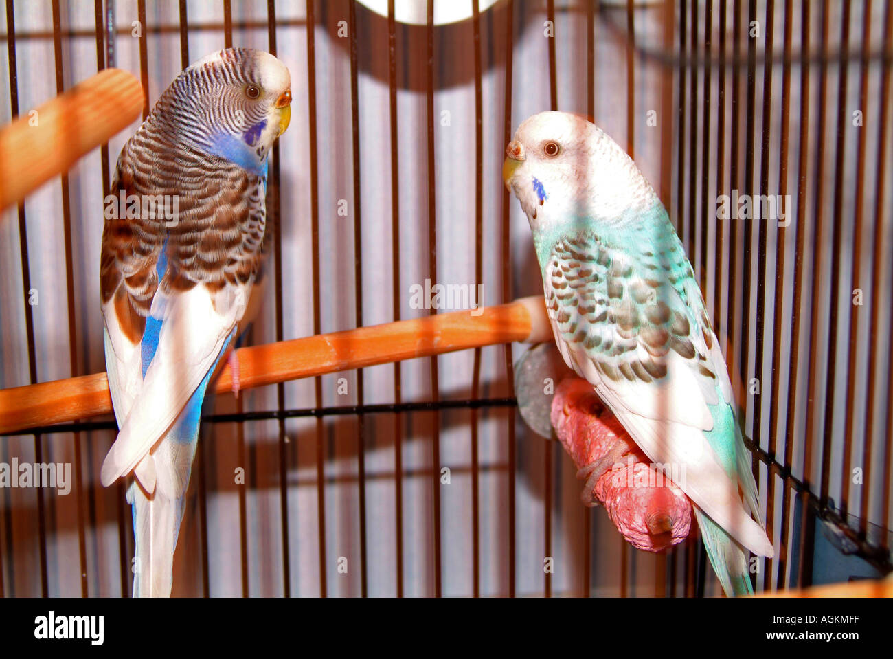 Pair of colorful parakeets in cage Stock Photo - Alamy