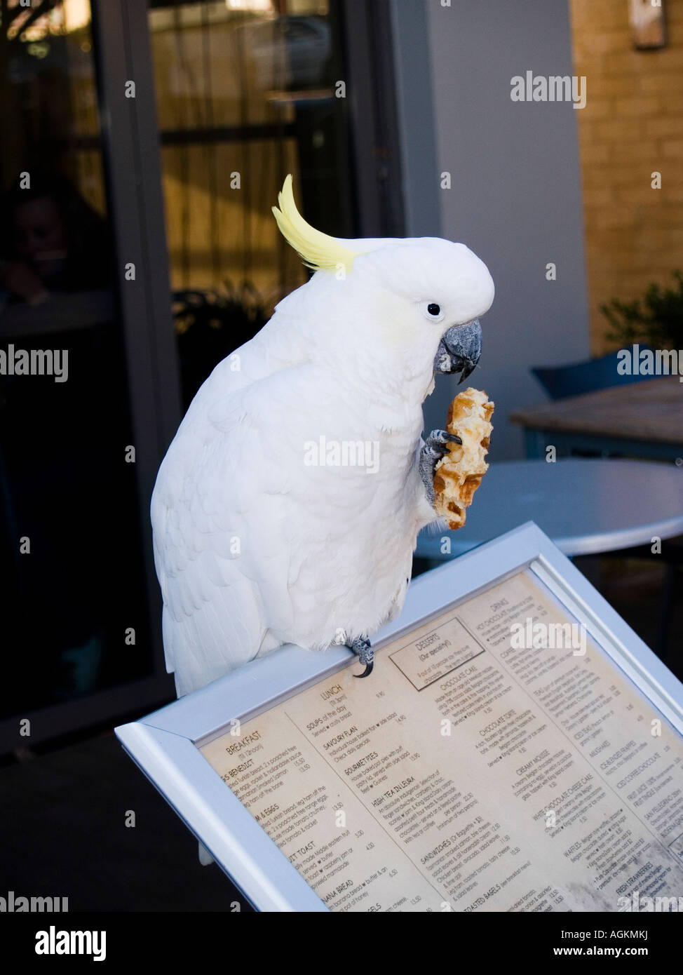 Australian white sulphur crested Cockatoo parrot eating while perched ...