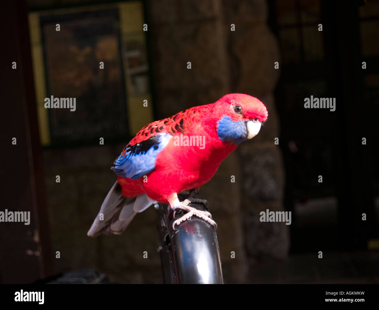 Blue parrot cafe hi-res stock photography and images - Alamy