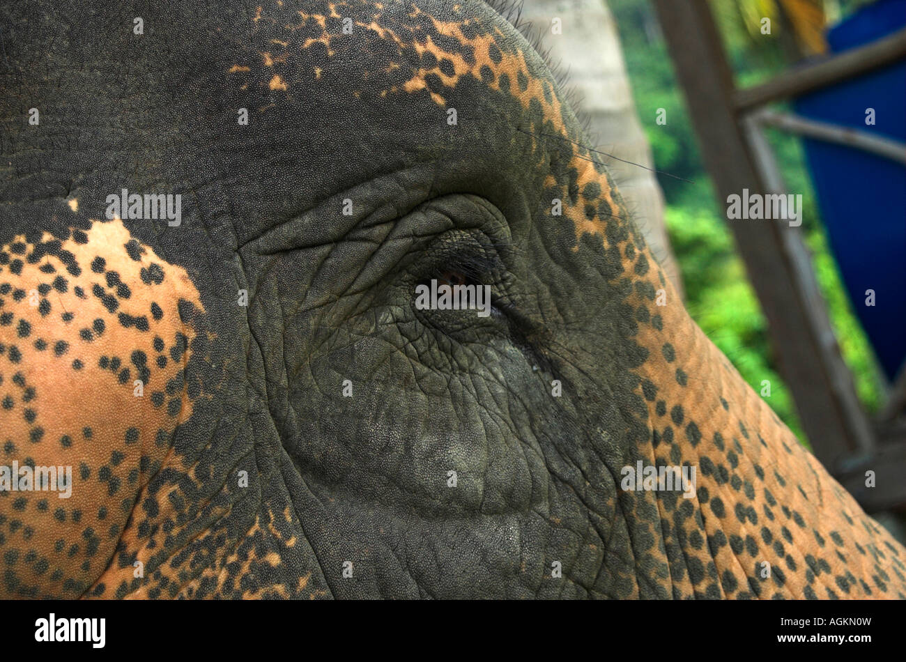 Elephants eye hi-res stock photography and images - Alamy