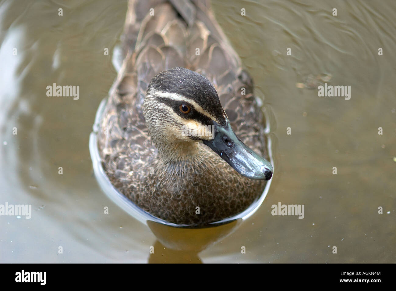 Duck paddling on water Stock Photo - Alamy