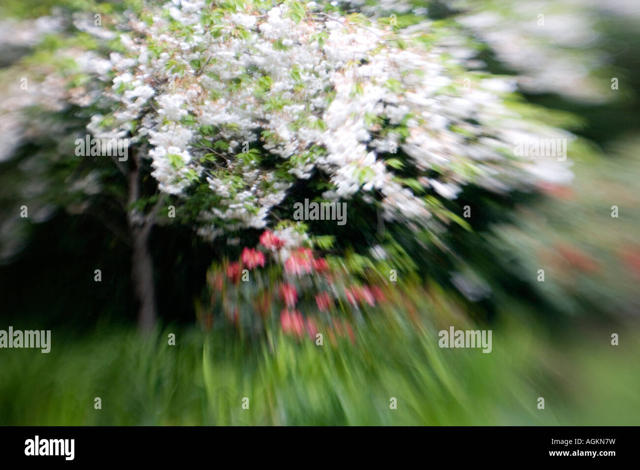 Flowering tree in spring Stock Photo - Alamy