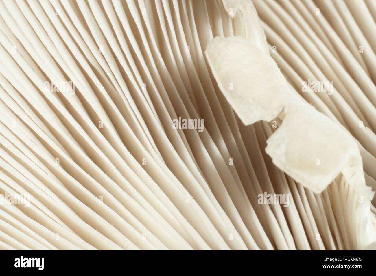 Mushroom close up Stock Photo - Alamy