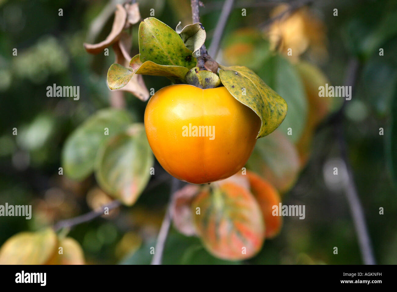 Persimmon tree california hi-res stock photography and images - Alamy