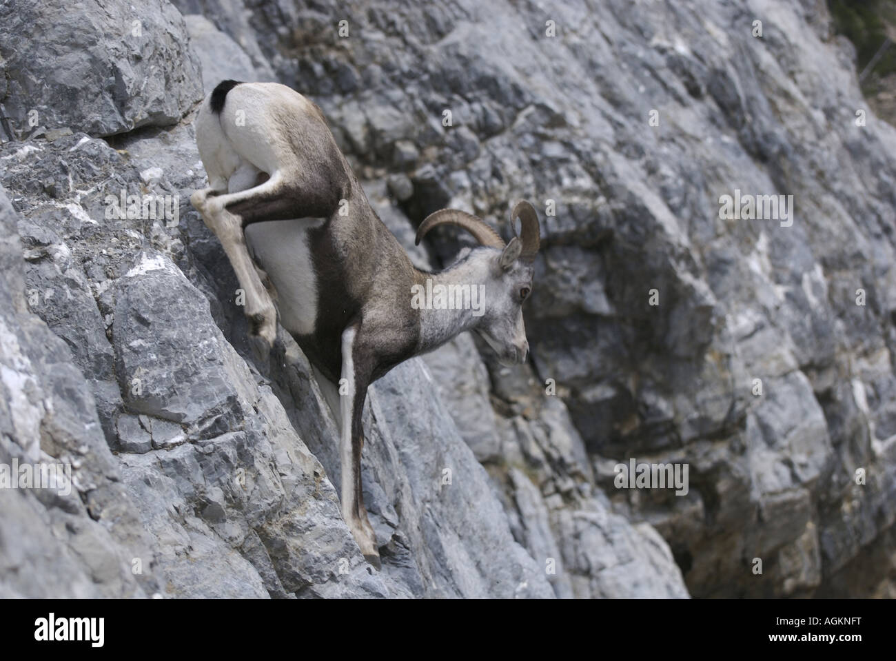 Stone sheep ram running down a sheer cliff, Jasper National Park ...