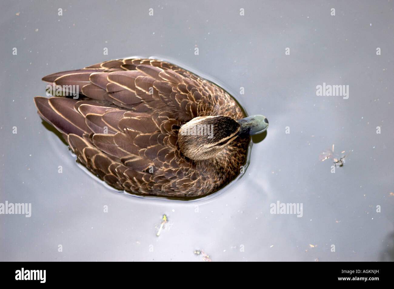 Duck paddling on water viewed from above Stock Photo - Alamy