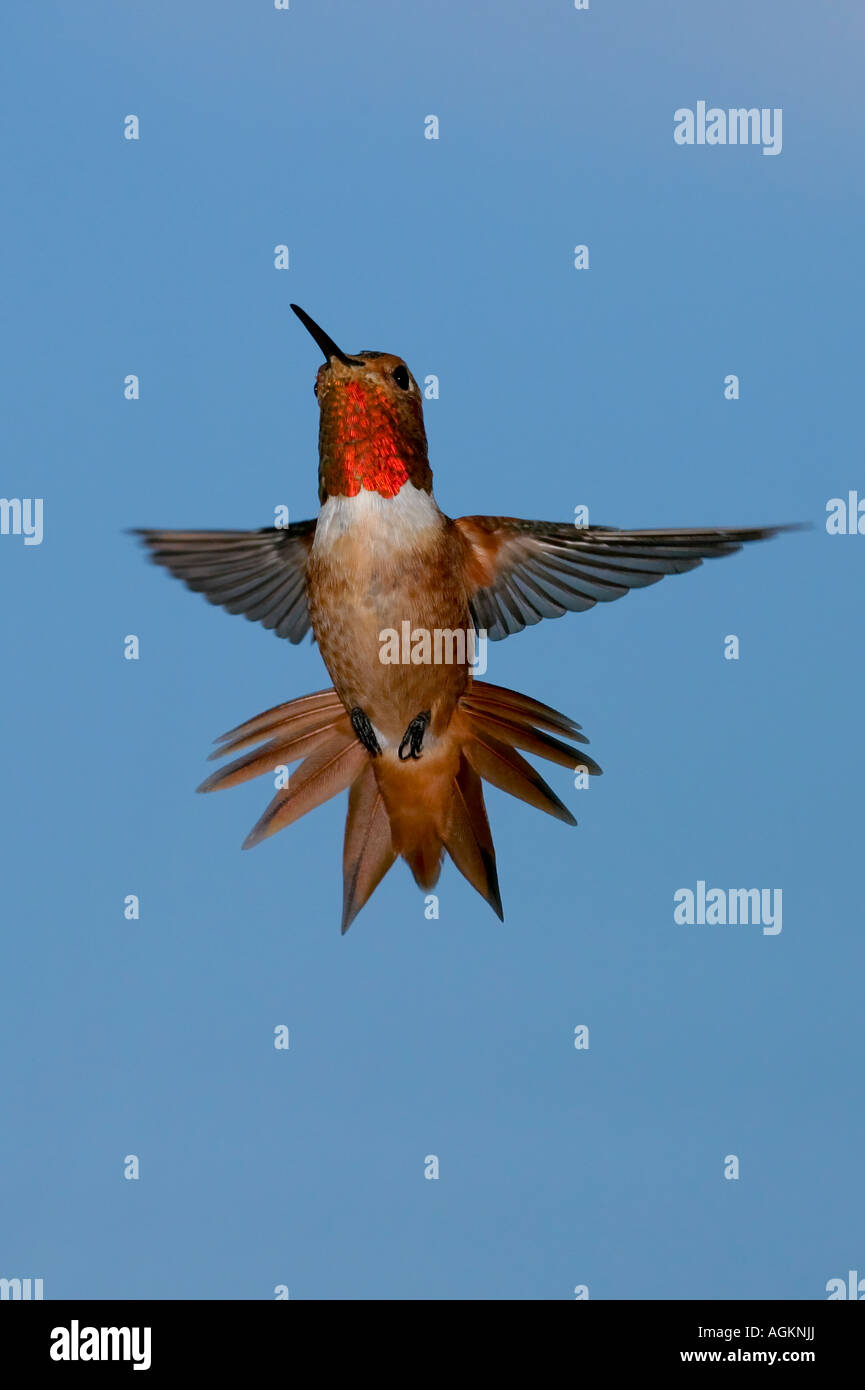An Allens Hummingbird hovering with bright gorget flashing and all ...