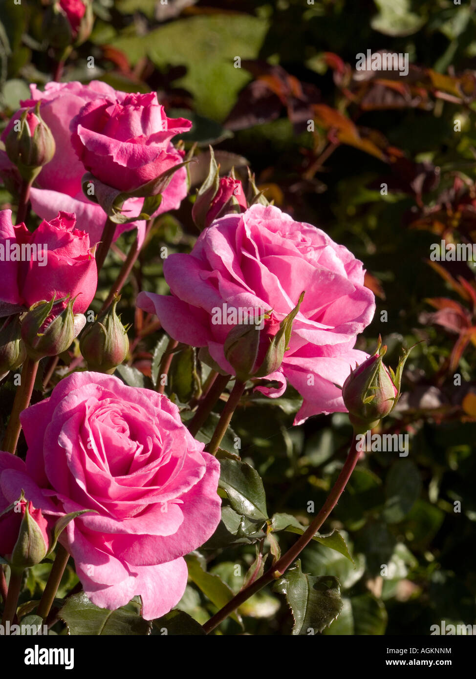 Mass of cerise pink roses and rosebuds Rosa Waimarie Stock Photo - Alamy