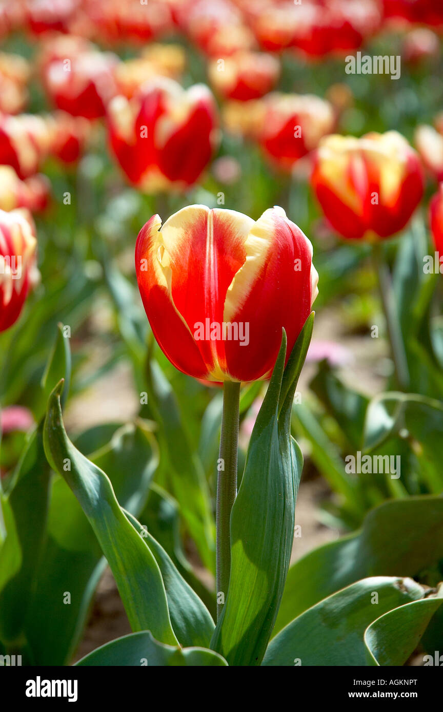 Red tulip in flower Stock Photo - Alamy