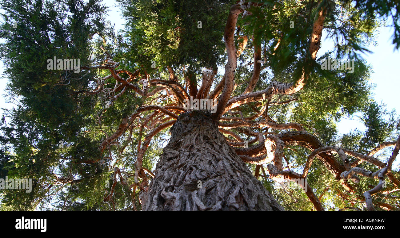 A view looking up into the twisted branches of an ancient pine tree in ...