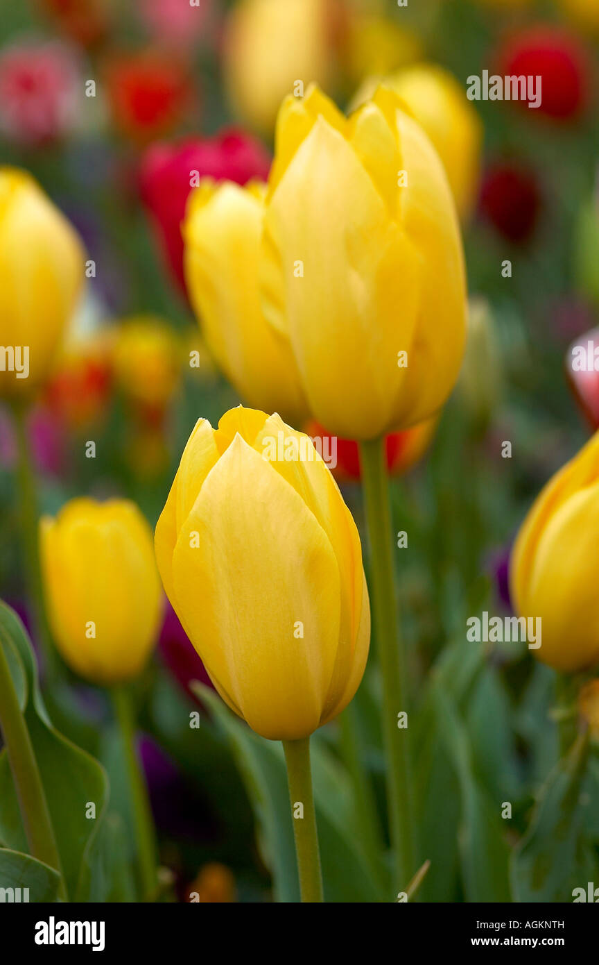 Yellow tulips in flower Stock Photo - Alamy