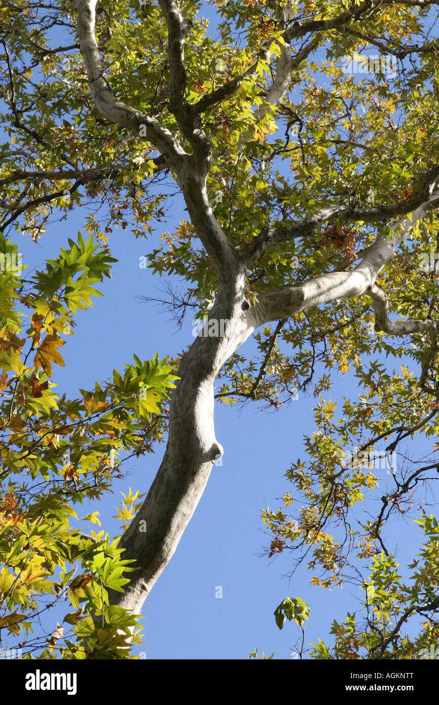 Fall brings bright and vibrant colors to Sycamore trees in northern ...
