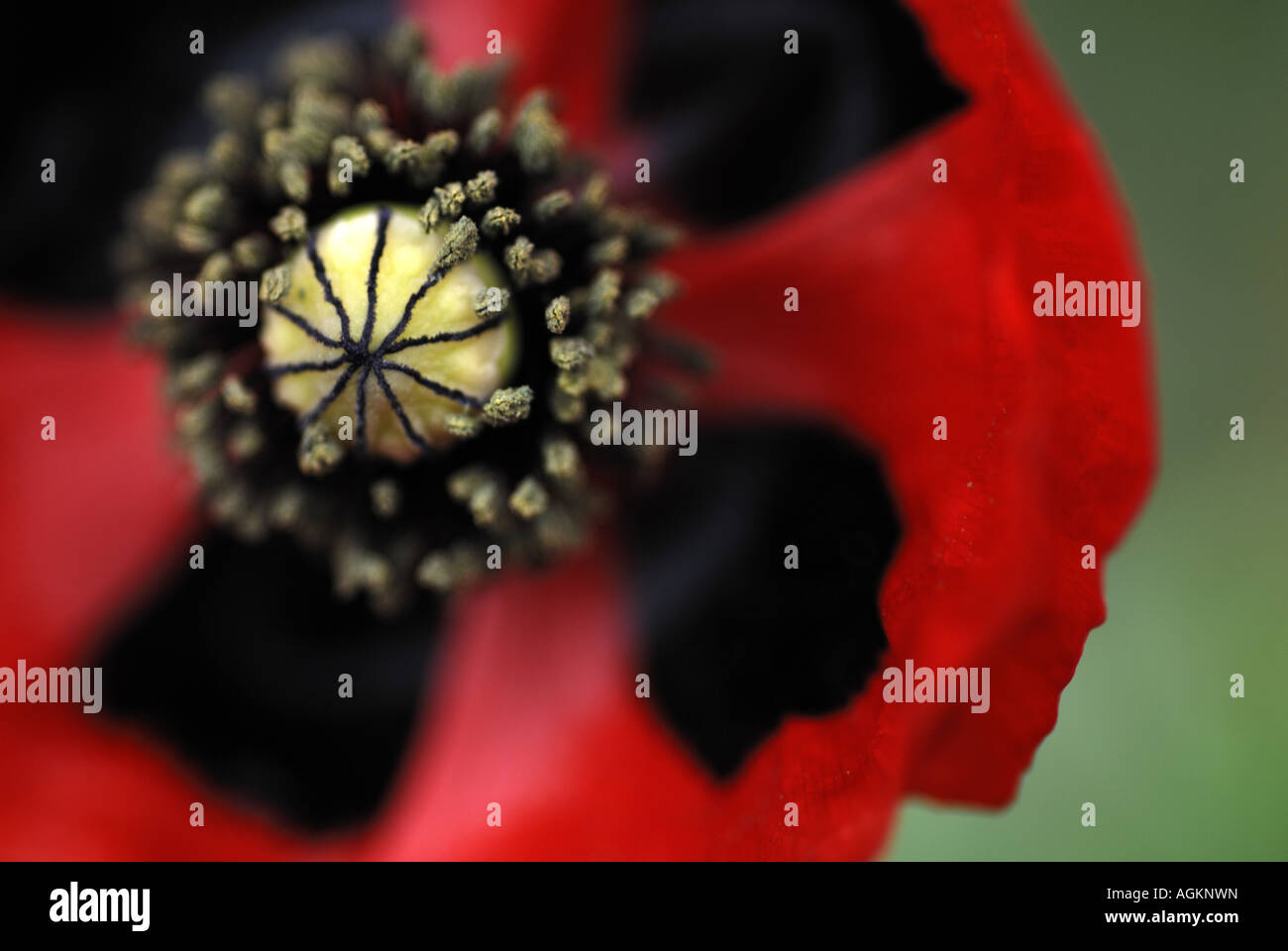 oriental poppy close up Stock Photo - Alamy