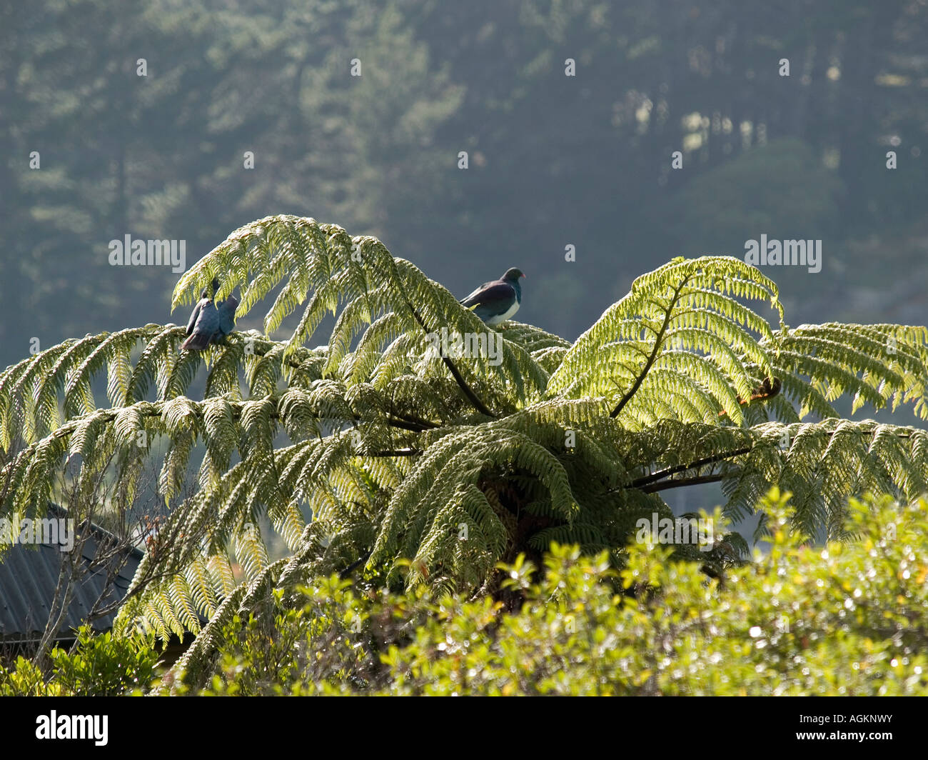 New Zealand ponga or silver fern tree Cyathea dealbata with NZ native ...