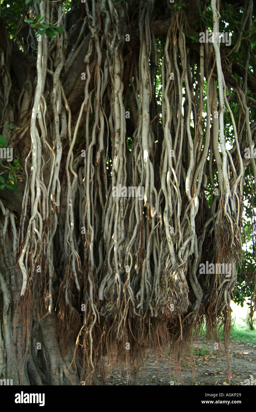 Banyan tree and its air roots Stock Photo - Alamy