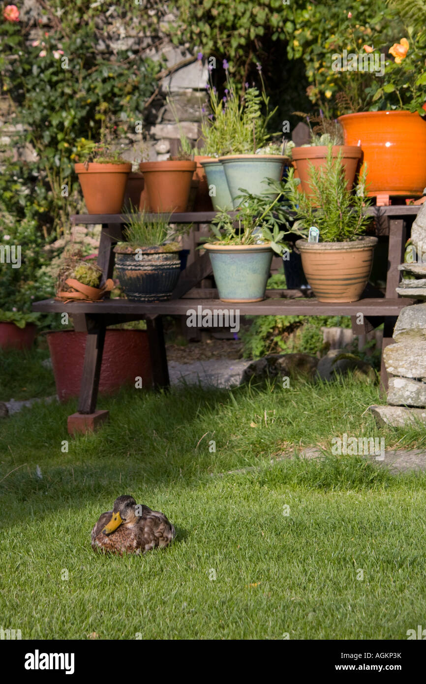 Cottage garden with ceramic planted pots Watendlath English Lake ...