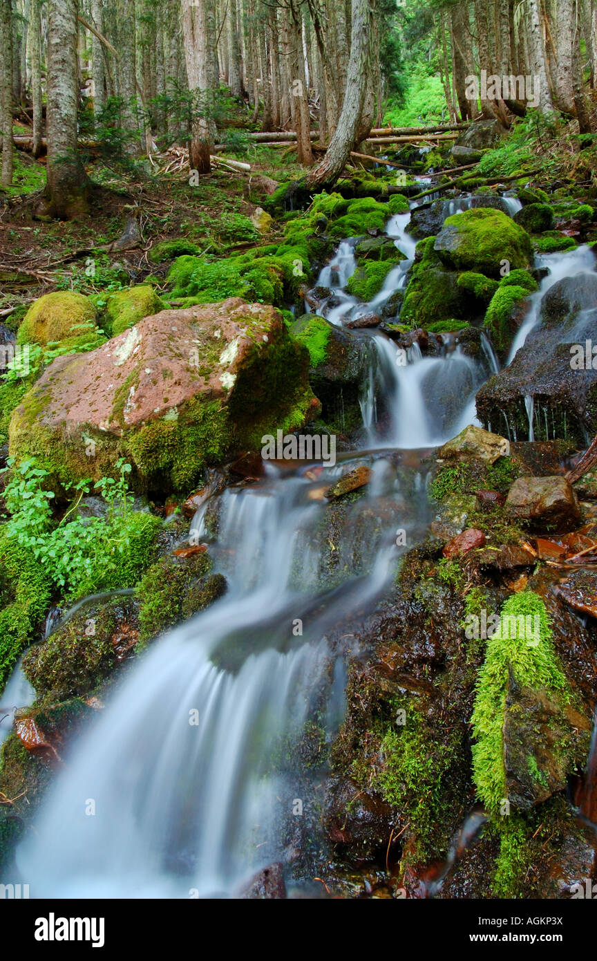 Stream in the forest on the Wonderland trail in the northwest part of ...