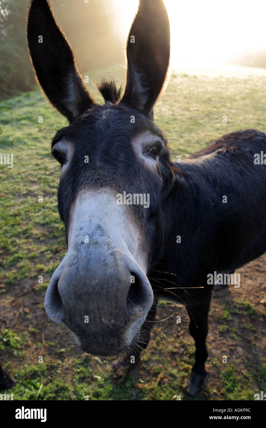 Donkey big ears hi-res stock photography and images - Alamy