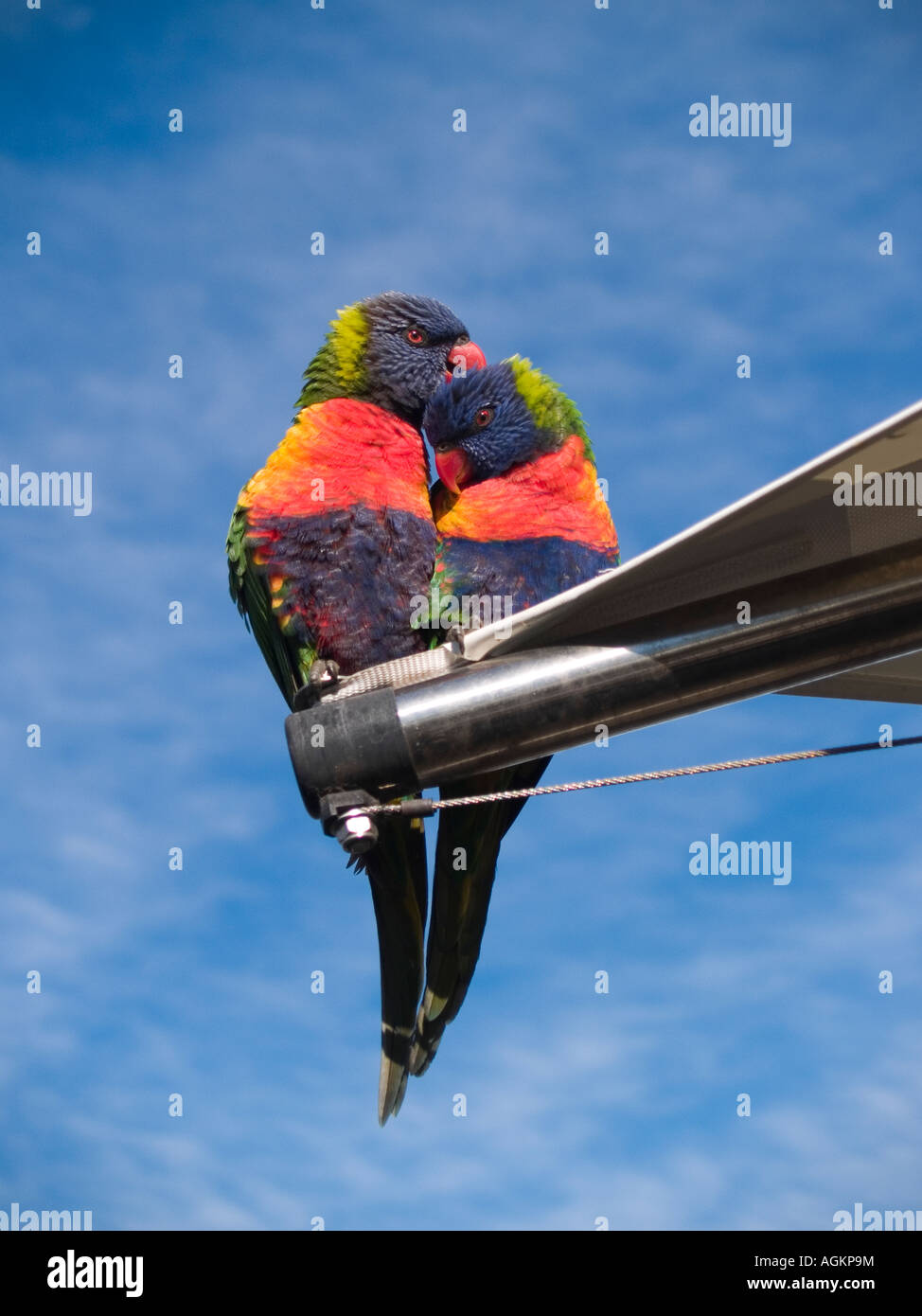 Pair of Rainbow Lorikeet parrots grooming each other Trichoglossus ...
