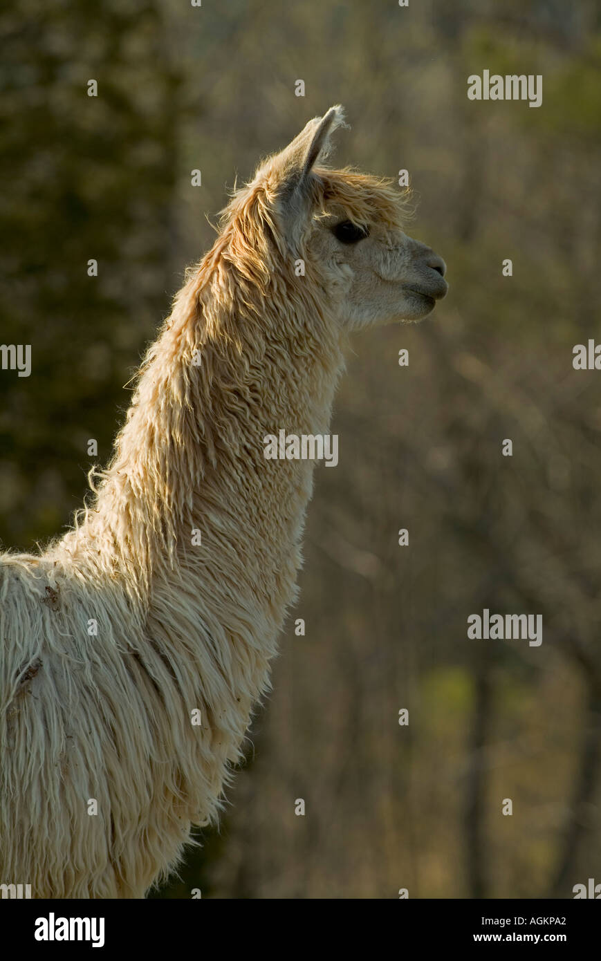 Llama side hi-res stock photography and images - Alamy