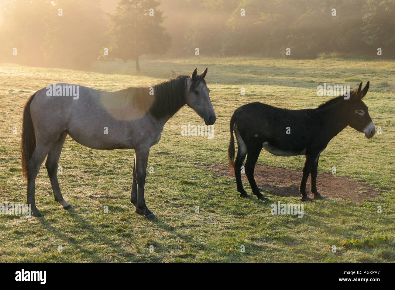 Pony and donkey standing together side on in field at sunrise Stock ...