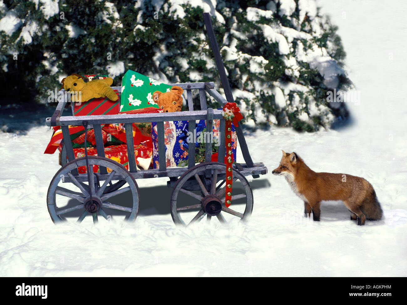 Red fox (Vulpes fulva) finds antique wheelbarrow loaded with Christmas ...
